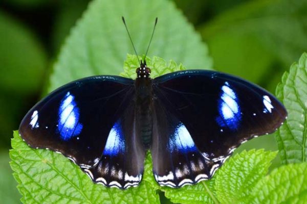 Blue Butterfly Meaning: Powerful Spiritual Significance